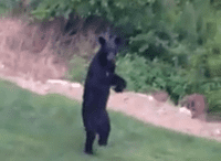 Bears in NJ Walk Like Humans (And We Have Video Proof) - WNYC
