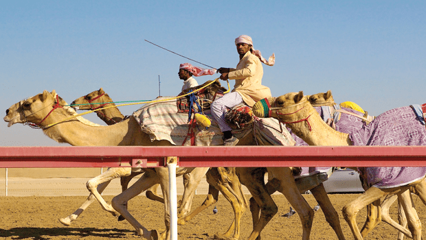 The Flight of Falconry - WNYC