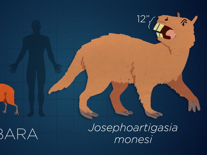 12 Ancient Giants: An Ode To The Enormous And Extinct - WNYC